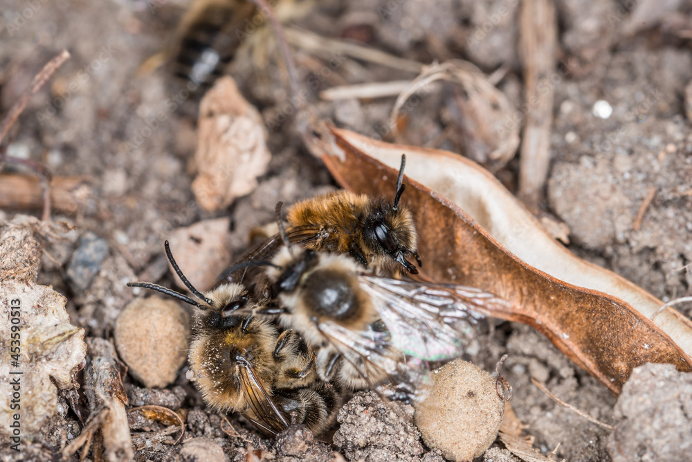 Erdbienen Weibchen und Männchen am Boden bei der Fortpflanzung und ...