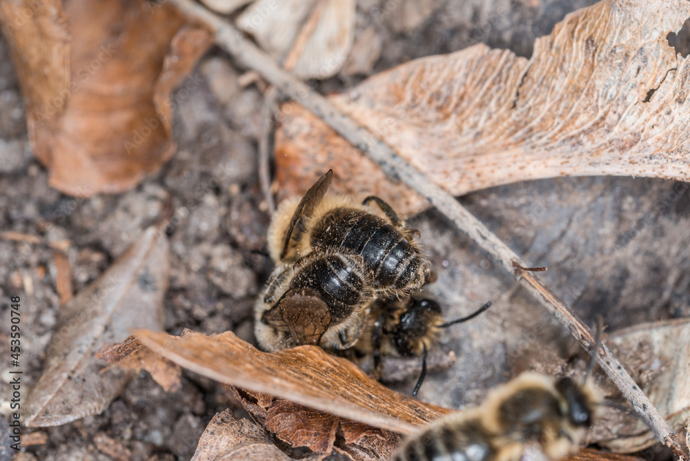 Erdbienen Weibchen und Männchen am Boden bei der Fortpflanzung und ...