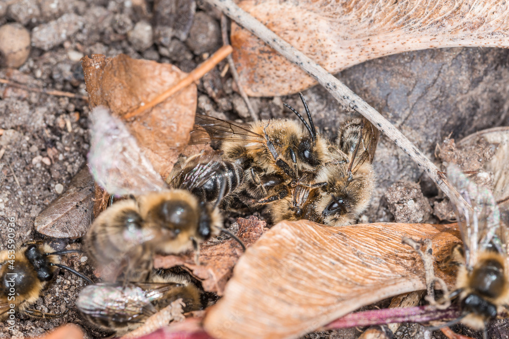 Erdbienen Weibchen und Männchen am Boden bei der Fortpflanzung und ...