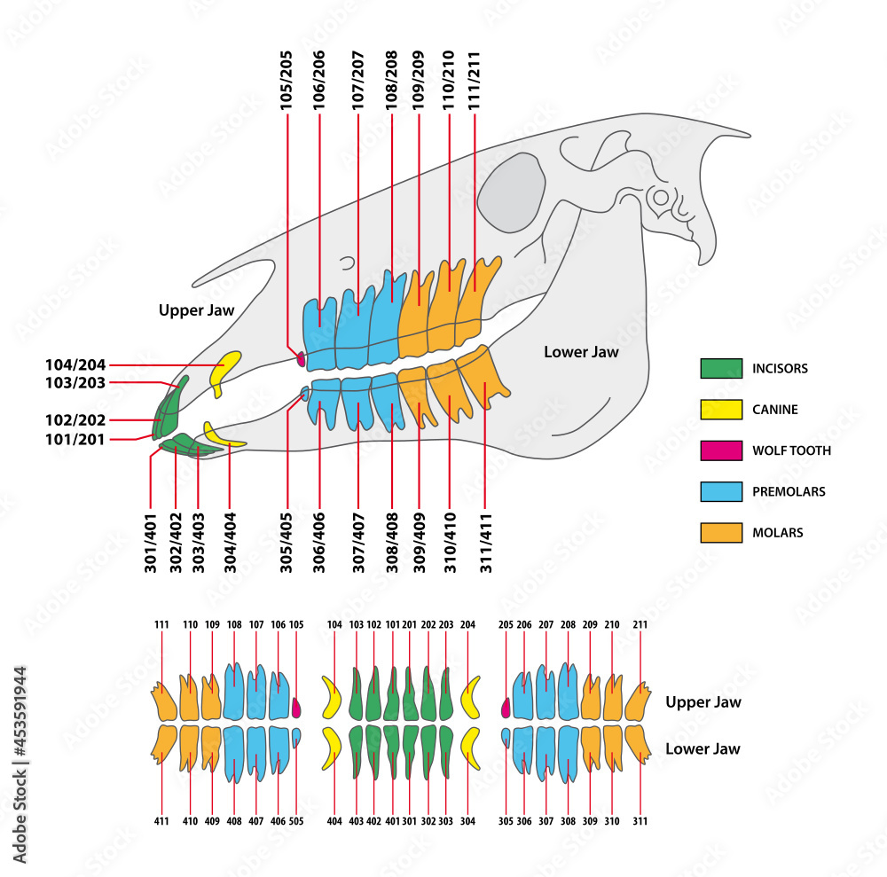 vector artwork of the permanent dentition of horses vector de Stock ...