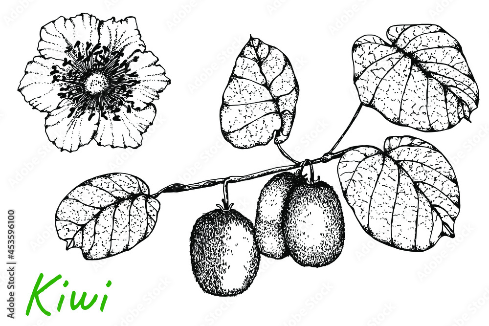 Kiwi. Branch with leaves, flower and fruits. Chinese gooseberry. Black ...