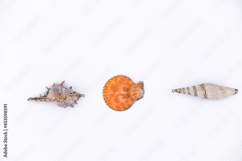 Shells isolated on a white background, three types of seashells ...