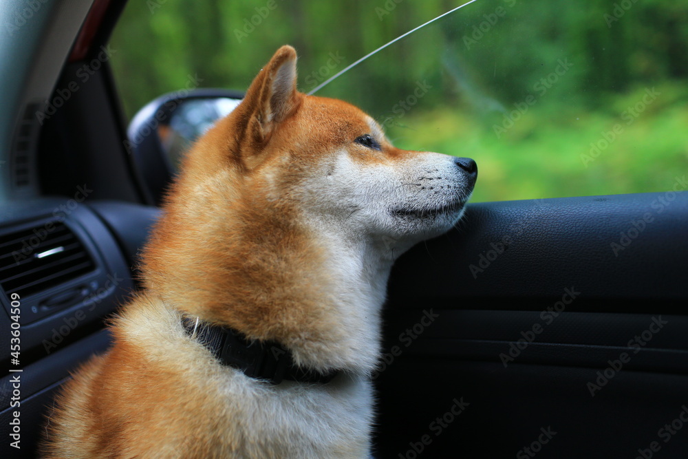 Shiba inu dog is sitting in the car. The dog sits sideways in profile ...