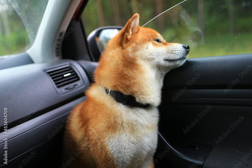 Shiba inu dog is sitting in the car. The dog sits sideways in profile ...