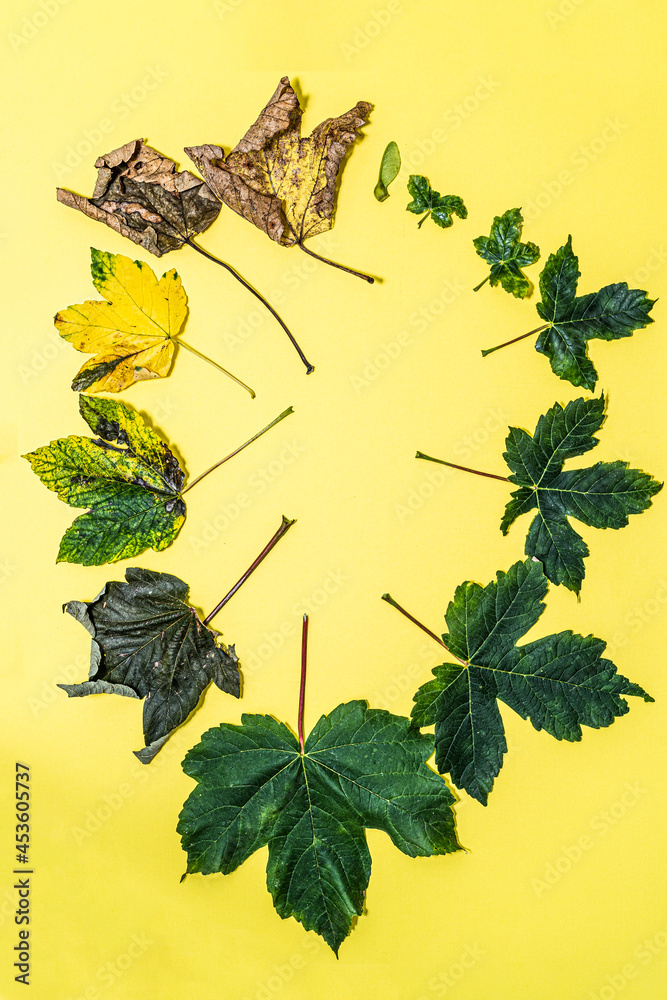 Leaves from a tree that stands symbols for the circle of life ...