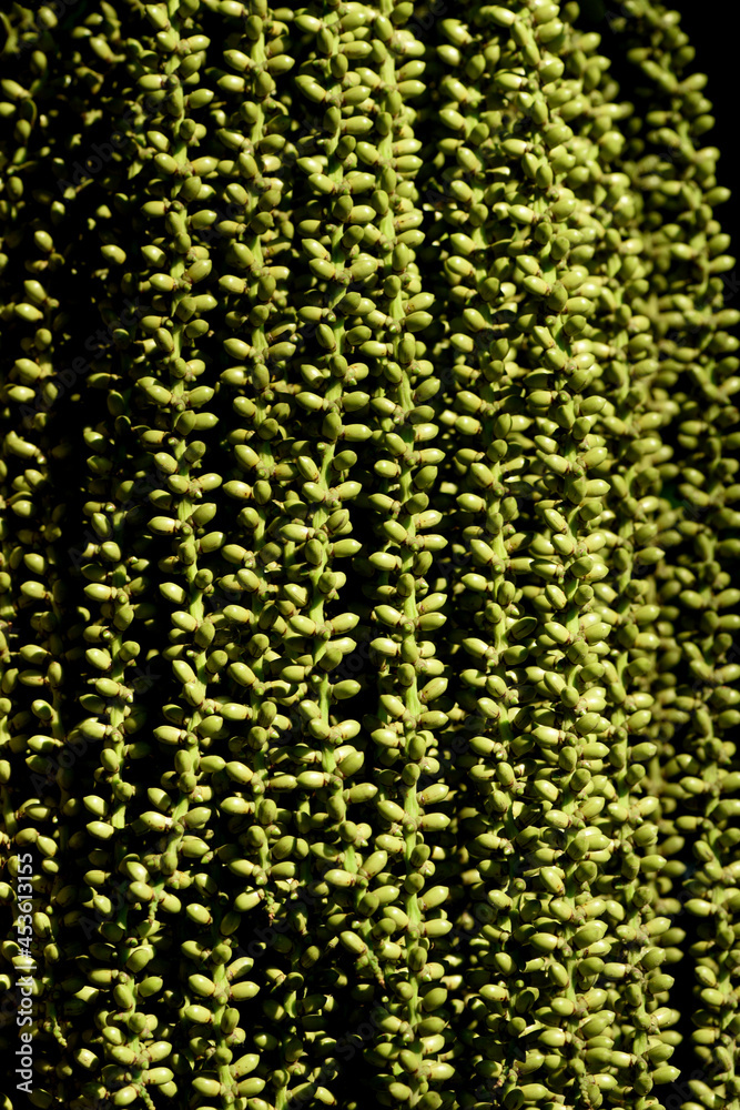 Fan palm or corypha umbraculifera fruits on nature background. Stock ...