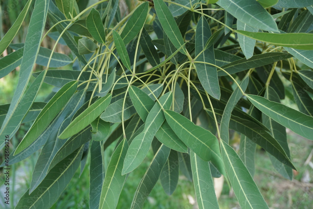 Tabebuia caraiba (Tabebuia aurea, Caribbean trumpet, silver trumpet ...