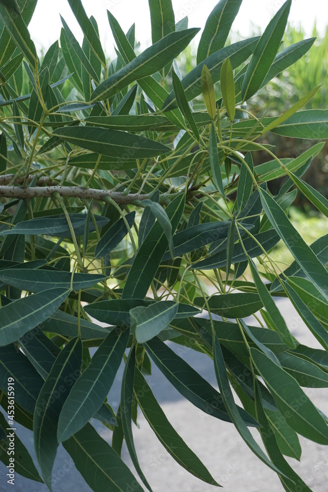 Tabebuia caraiba (Tabebuia aurea, Caribbean trumpet, silver trumpet ...
