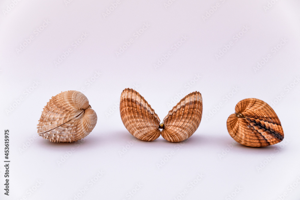 set of clam mollusk shell isolated on white background, rough cockle ...