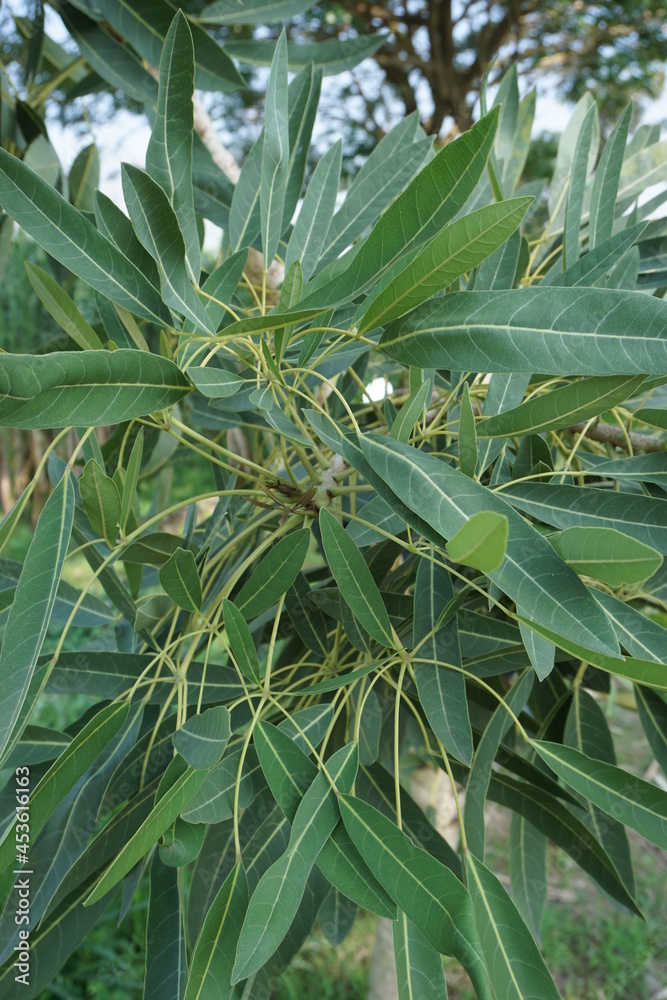 Tabebuia caraiba (Tabebuia aurea, Caribbean trumpet, silver trumpet ...