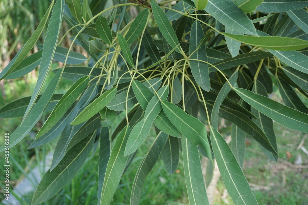 Tabebuia caraiba (Tabebuia aurea, Caribbean trumpet, silver trumpet ...