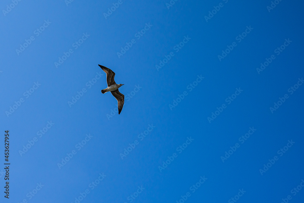 birds in the sky Stock Photo | Adobe Stock