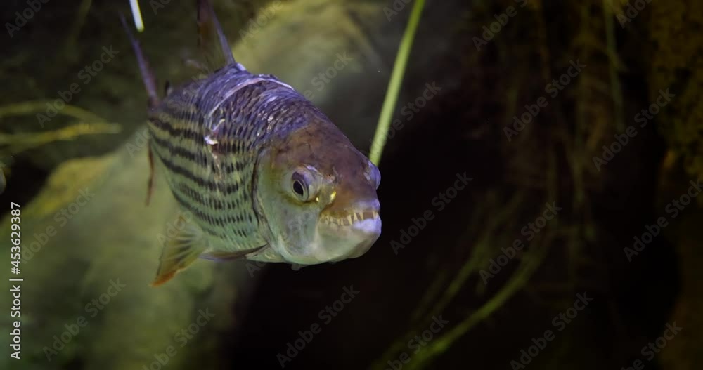 Video Stock Hydrocynus goliath, also known as the goliath tigerfish ...