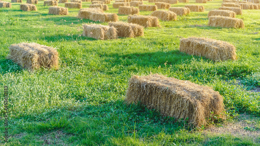 Seats and tables made from straw bales for event and party laid on lawn ...