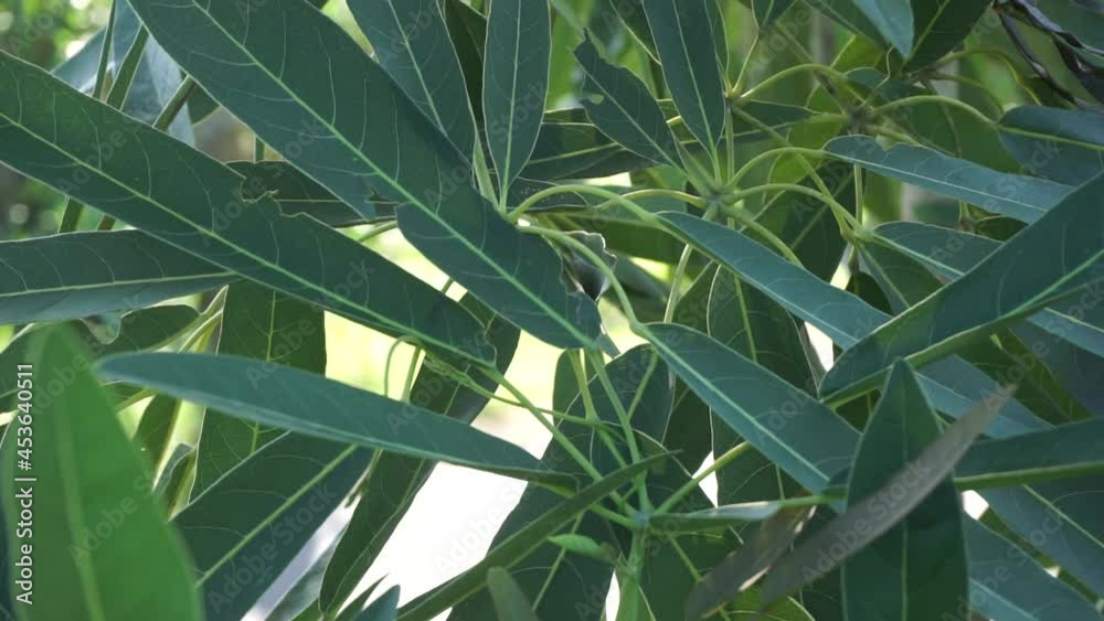 Tabebuia caraiba (Tabebuia aurea, Caribbean trumpet, silver trumpet ...