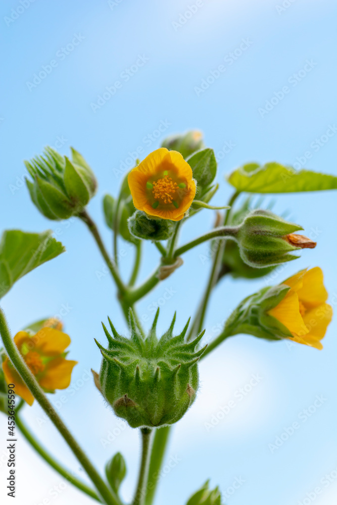 Abutilon theophrasti leaves and flowers. The plant is also known as ...