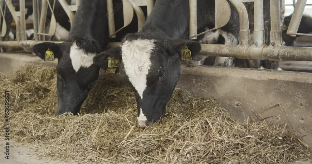 Cows are eating fodder in the cowhouse. Raising heifers for sustainable ...