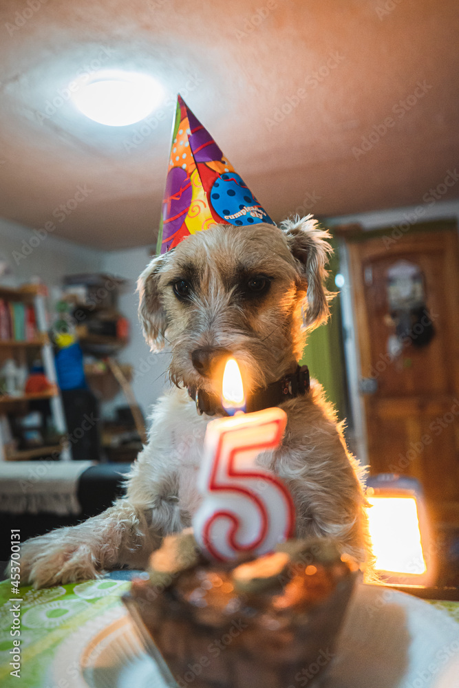 perritos felices Stock Photo | Adobe Stock