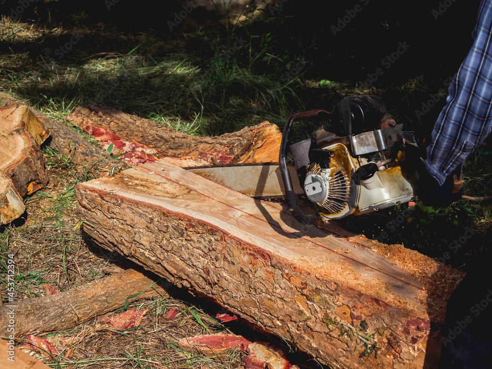The big log, trees are being cut with old chainsaw by lumberjack worker ...