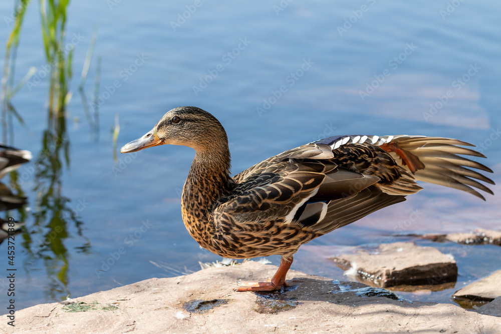 Young mallard duck pulls its leg back by spreading its wing, stretching ...