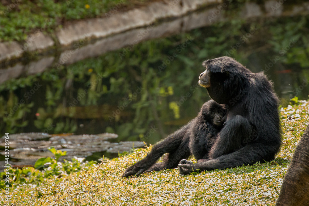 animal, zoo, mammal, wild, wildlife, baby, nature, black, sitting ...