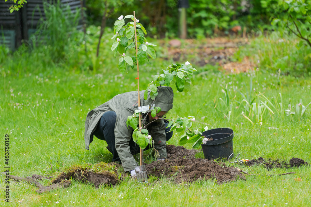 One person in garden planting small quince tree in the middle of lawn ...