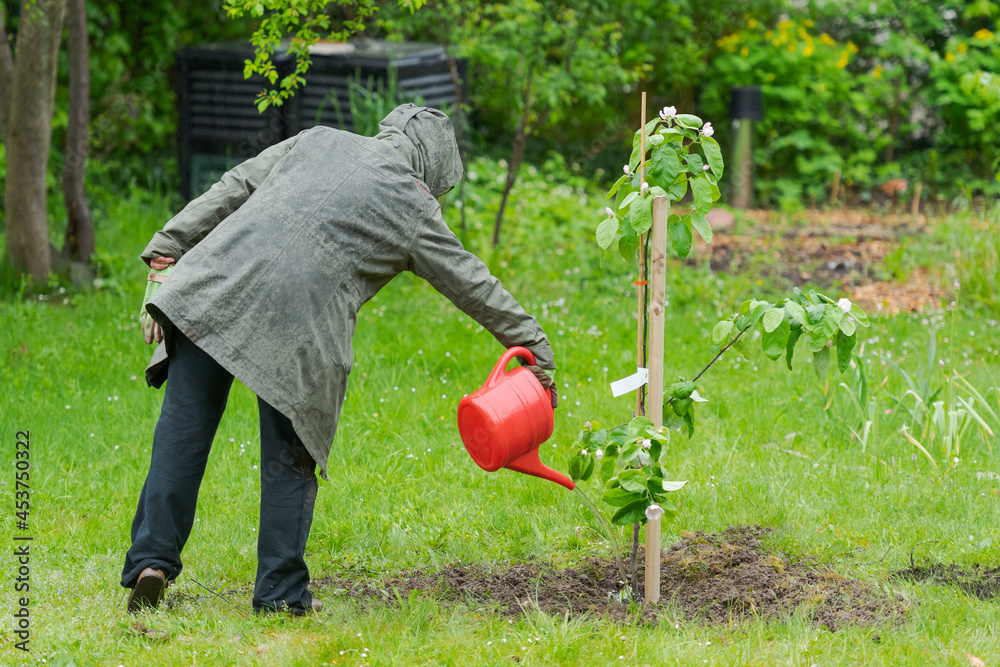 One person in garden watering small quince tree in the middle of lawn ...