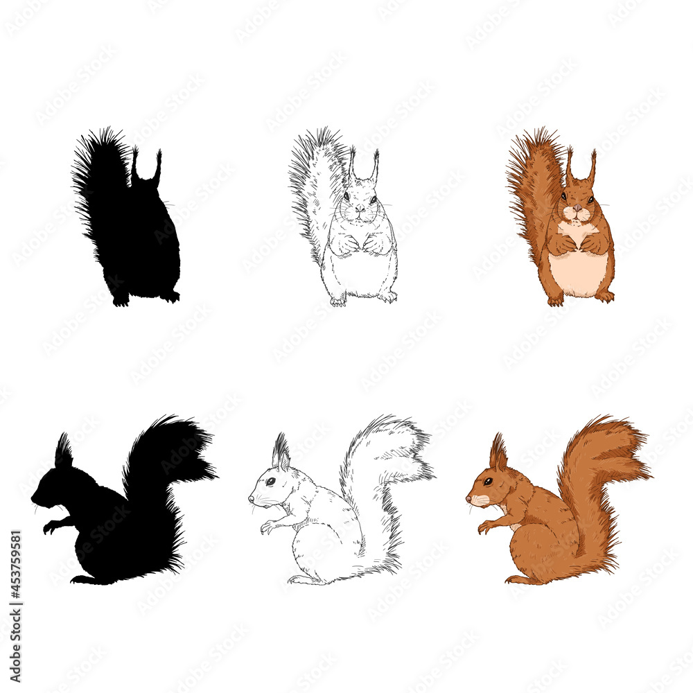 Vector Set of Squirrel Illustrations. Front and Side View Postraits ...