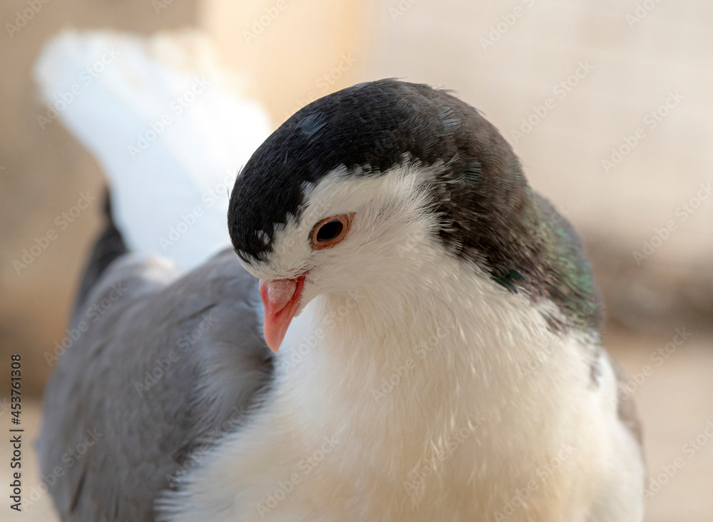 closeup photos with detail and beautiful pose of fancy pigeons, Fancy ...