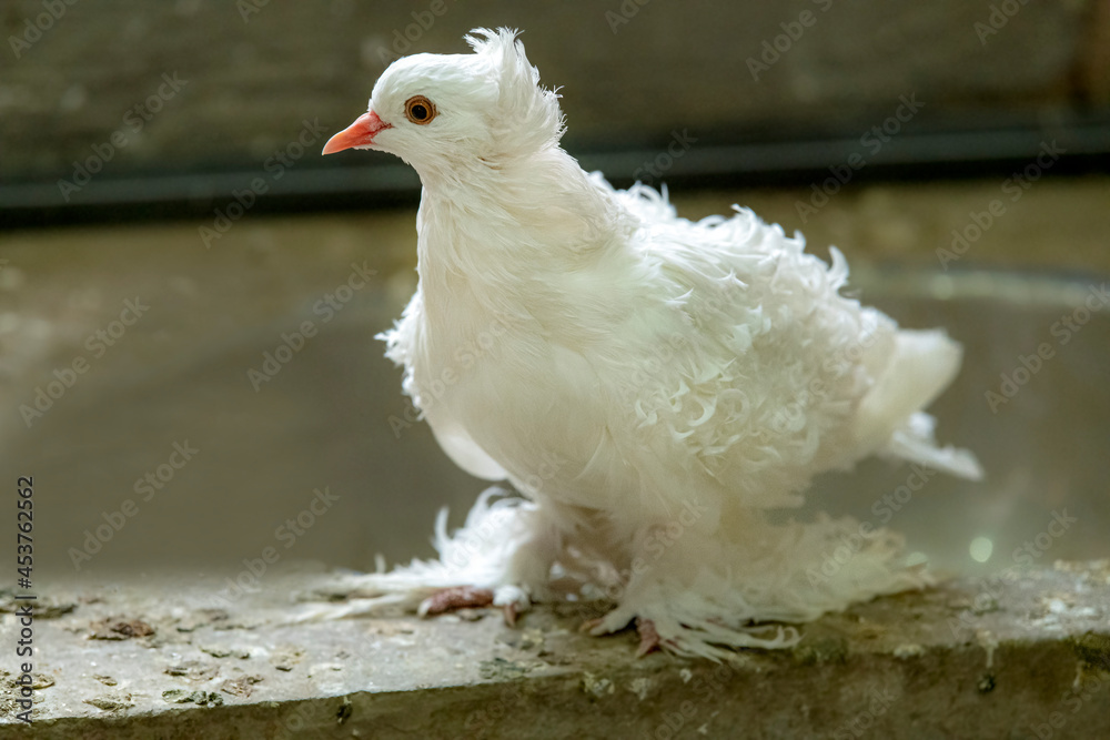 closeup photos with detail and beautiful pose of fancy pigeons, Fancy ...