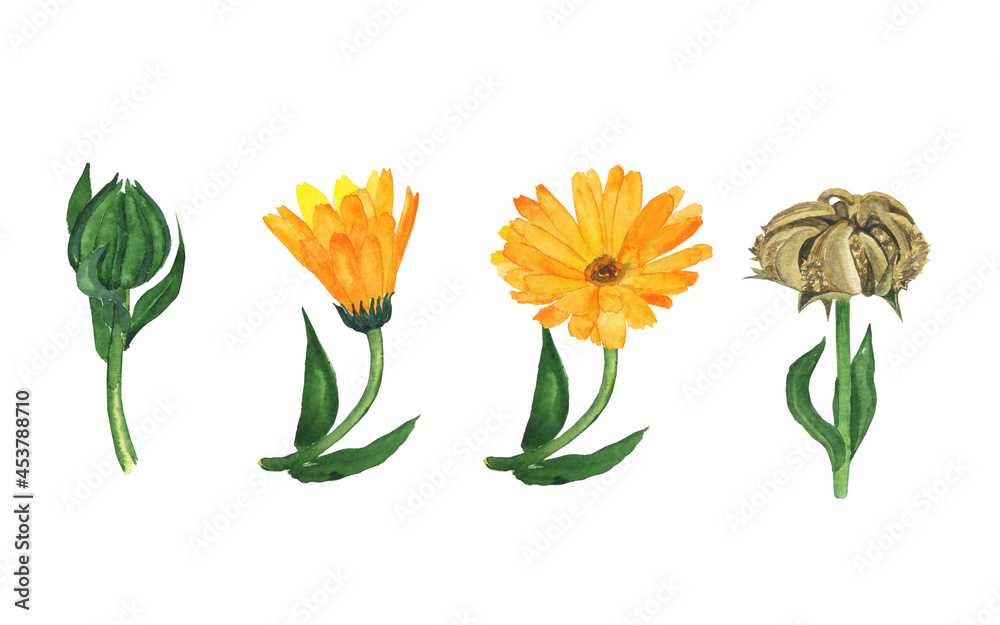 Set of calendula flower isolated on white background. Watercolor hand ...