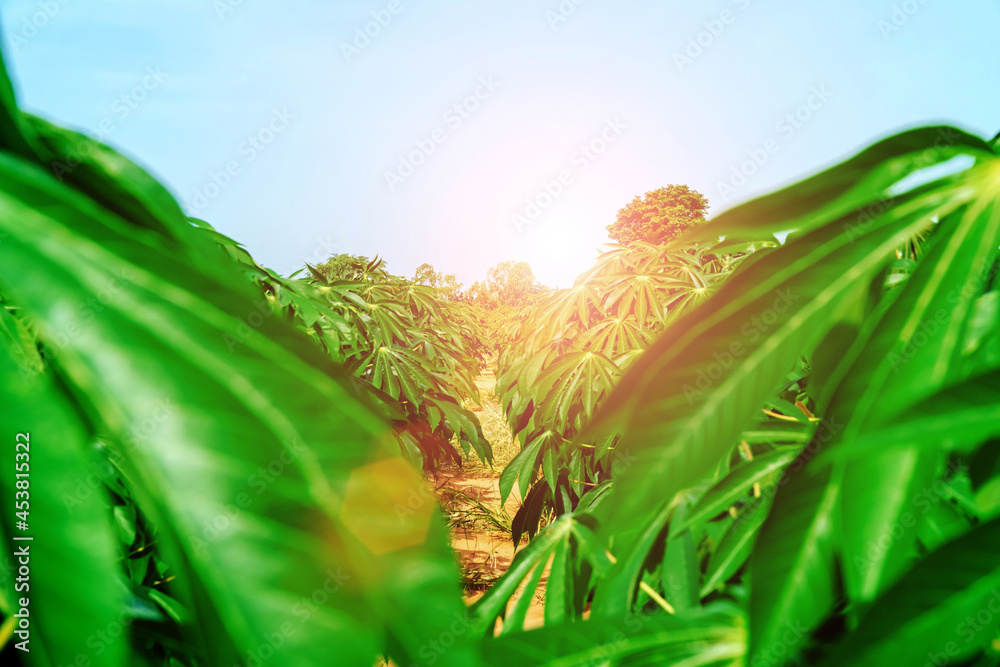 The cassava tree in farm with sunset for the background, Growing ...