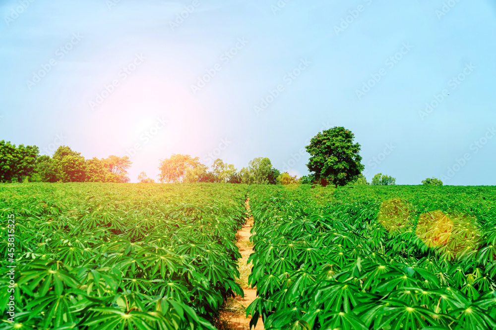 This is the landscape of cassava plantation in the Thailand. The ...
