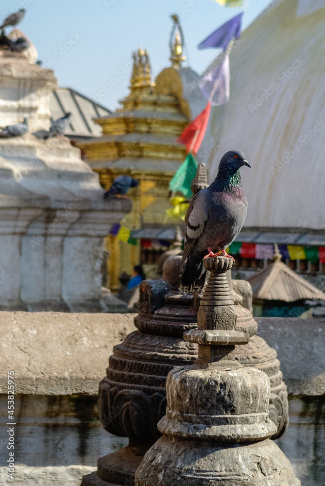 Dove on medieval prayer structures surrounding Swayambhunath stupa in ...