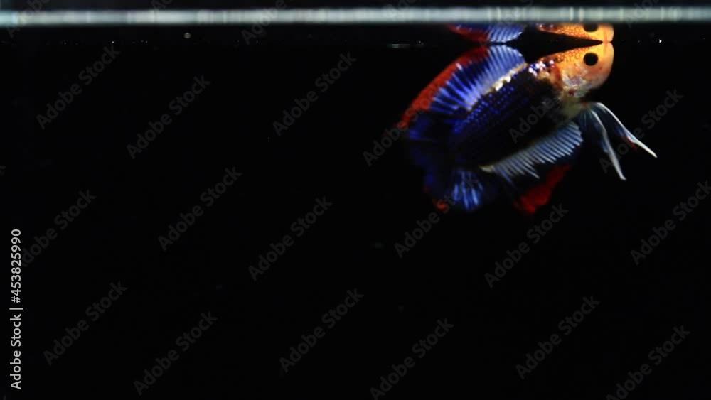 Mating Betta Siamese fighting fish, Betta splendens Pla-kad biting fish ...