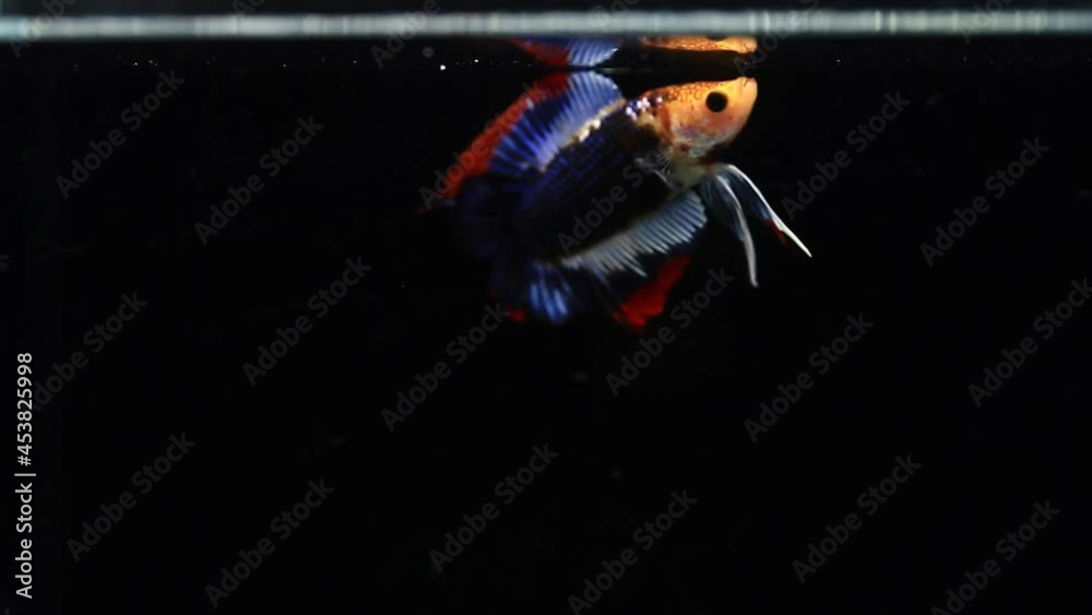 Mating Betta Siamese fighting fish, Betta splendens Pla-kad biting fish ...