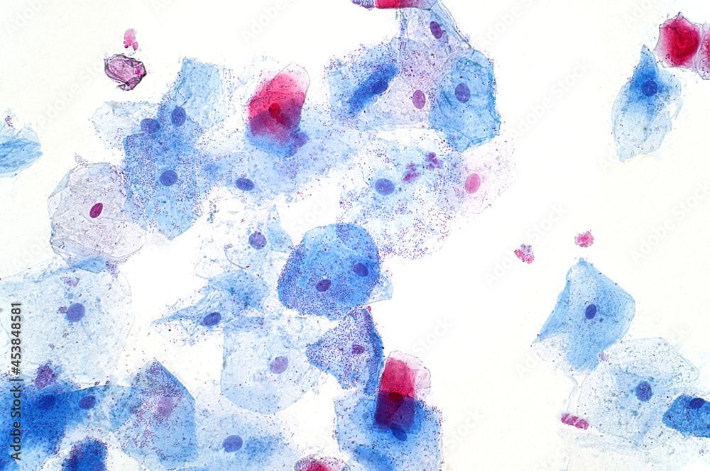 Buccal mucosa cell under the light microscope view. Stock Photo | Adobe ...