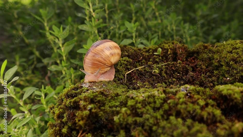 Snail crawling on moss in the garden. Note: snail secretes mucus ...