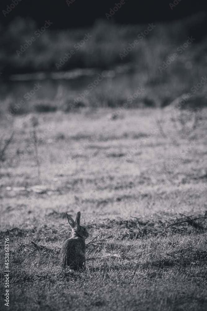conejo en blanco y negro Stock Photo | Adobe Stock