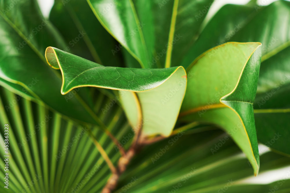 Close Up detail green magnolia leaf pattern and texture, plants ...