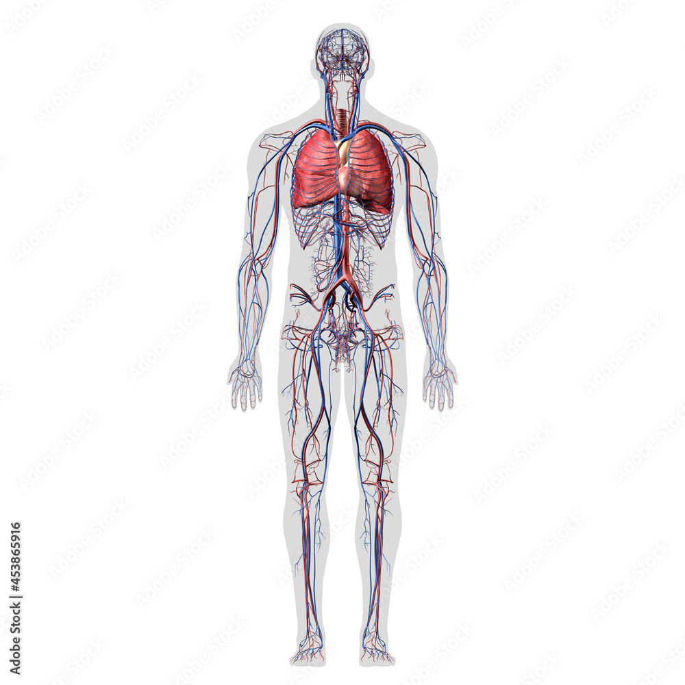 Cardiopulmonary System Full Body Anatomy Front View on White Background ...