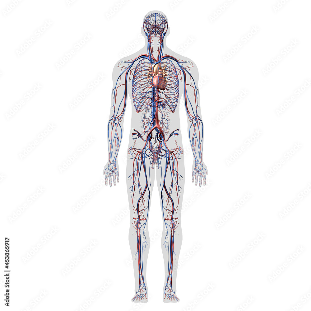 Circulatory System Full Body Anatomy Front View on White Background ...