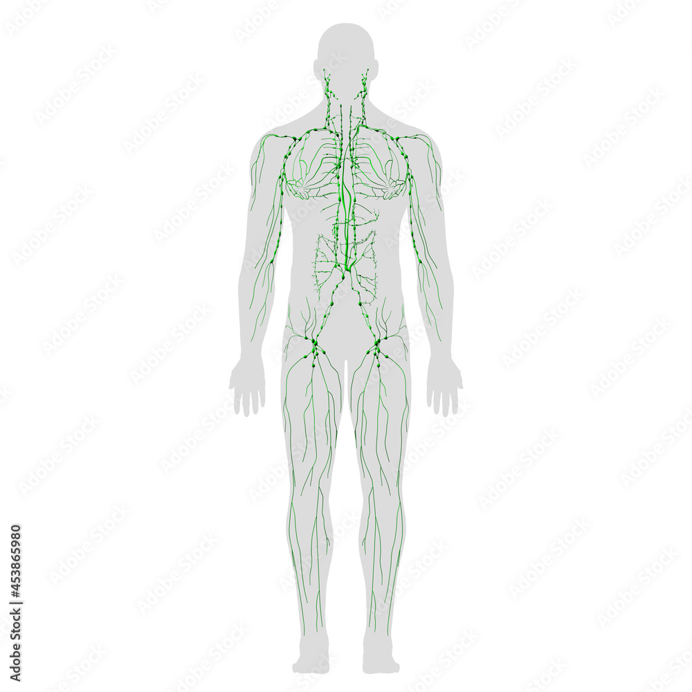 Lymphatic System Internal Anatomy in Male Full Body Front View on White ...