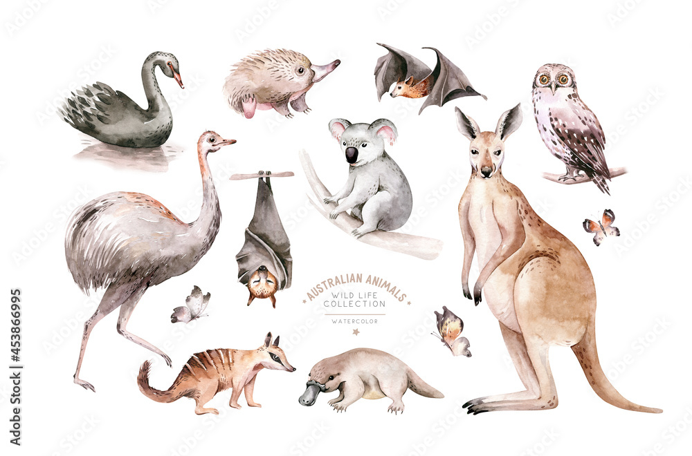Watercolor australian cartoon kangaroo, ostrich Emu , koala and flying ...