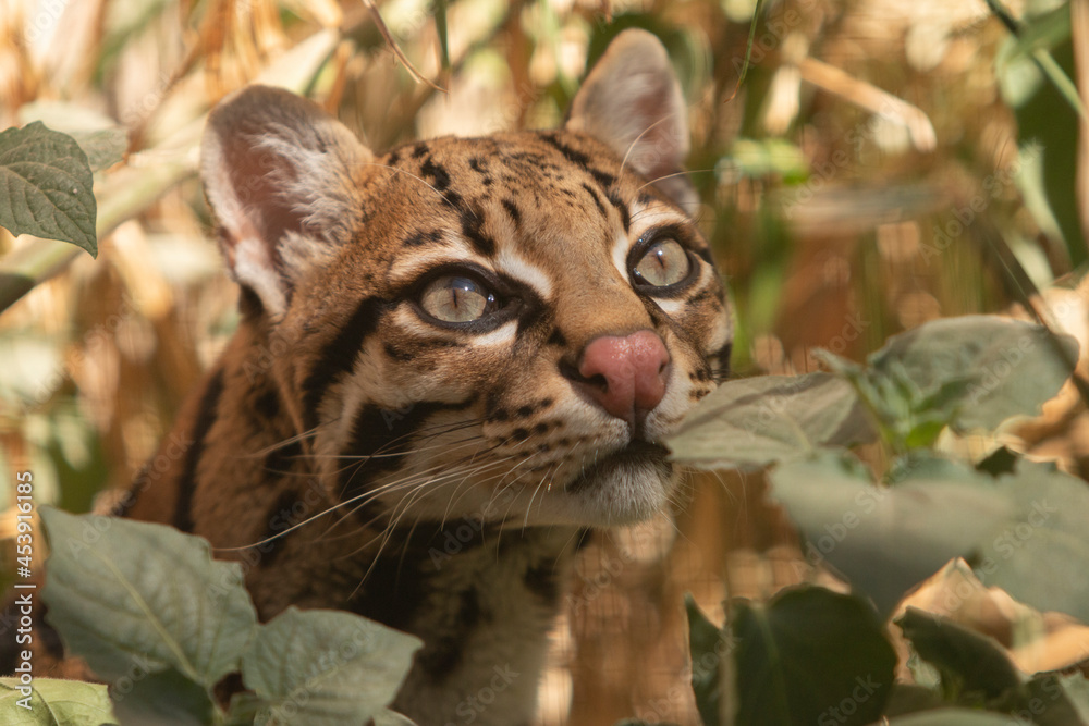 Ocelote (Leopardus pardalis). Stock Photo | Adobe Stock