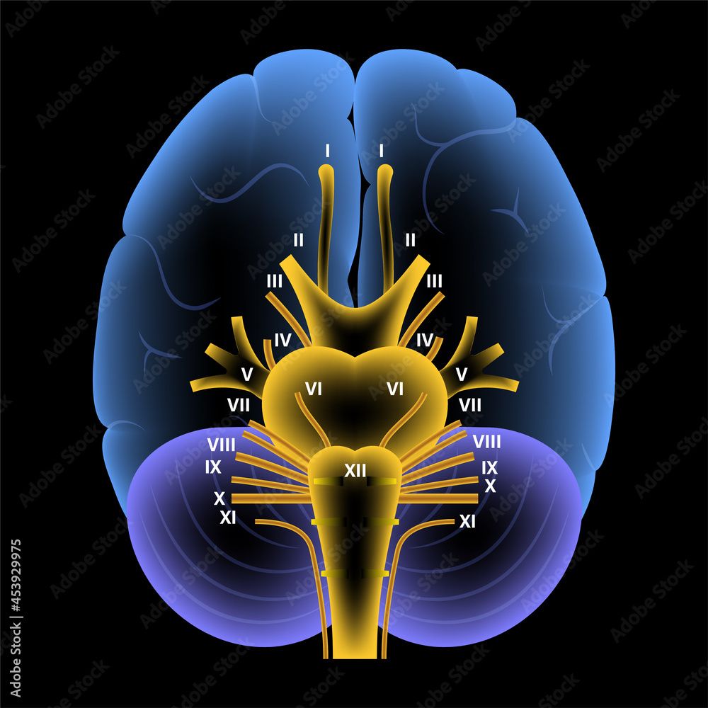 Cranial nerves diagram Stock Vector | Adobe Stock