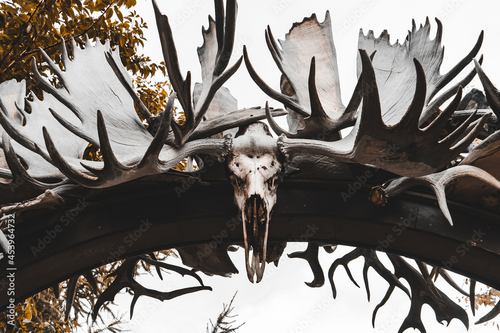 scary atmospheric picture of moose skull in horn installation Stock ...