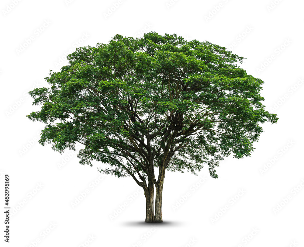 Rain tree isolated on white background Stock Photo | Adobe Stock