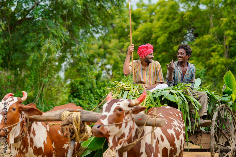 Rural scene : Young indian farmer going to work his farm on bullock ...