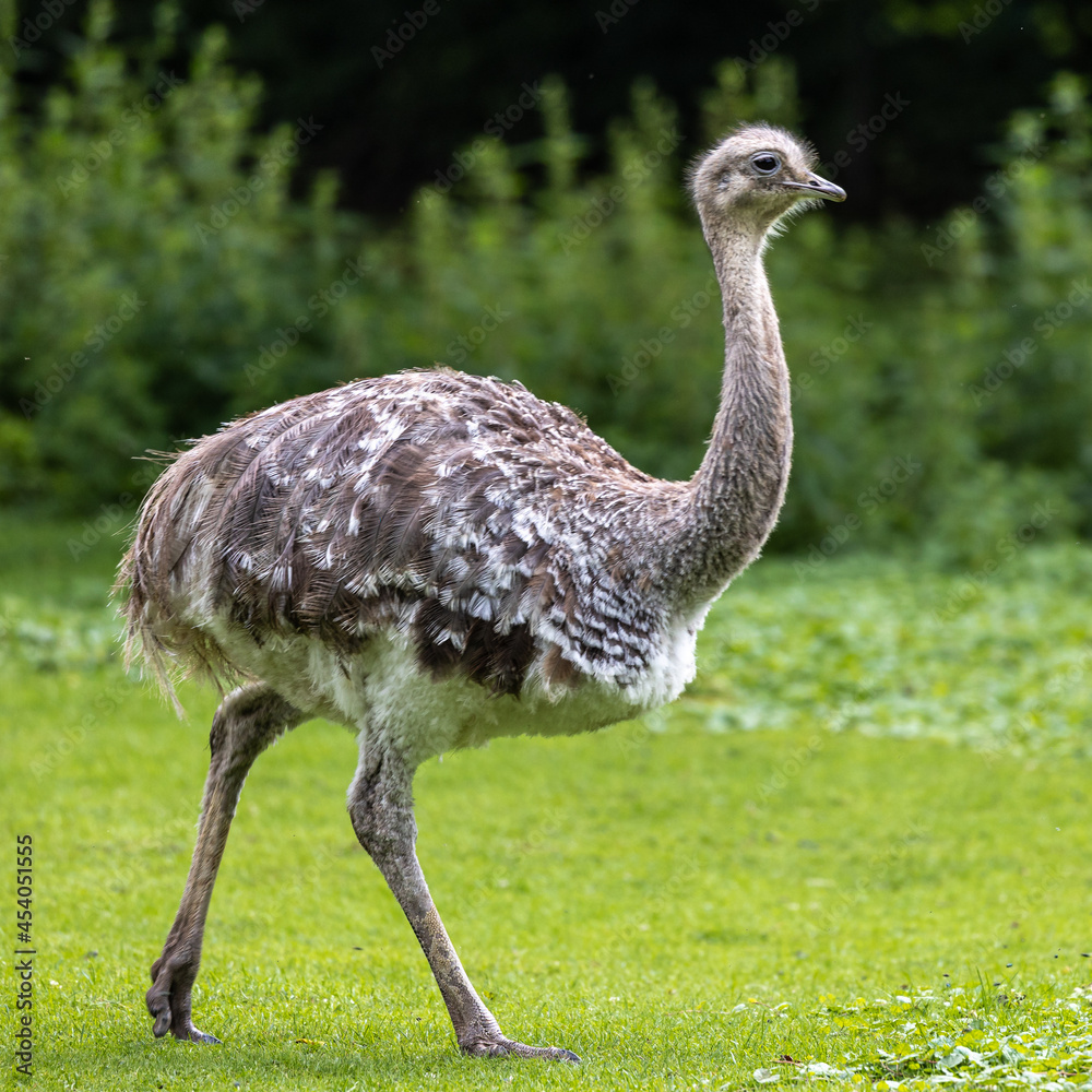 Darwin's rhea, Rhea pennata also known as the lesser rhea. Stock Photo ...